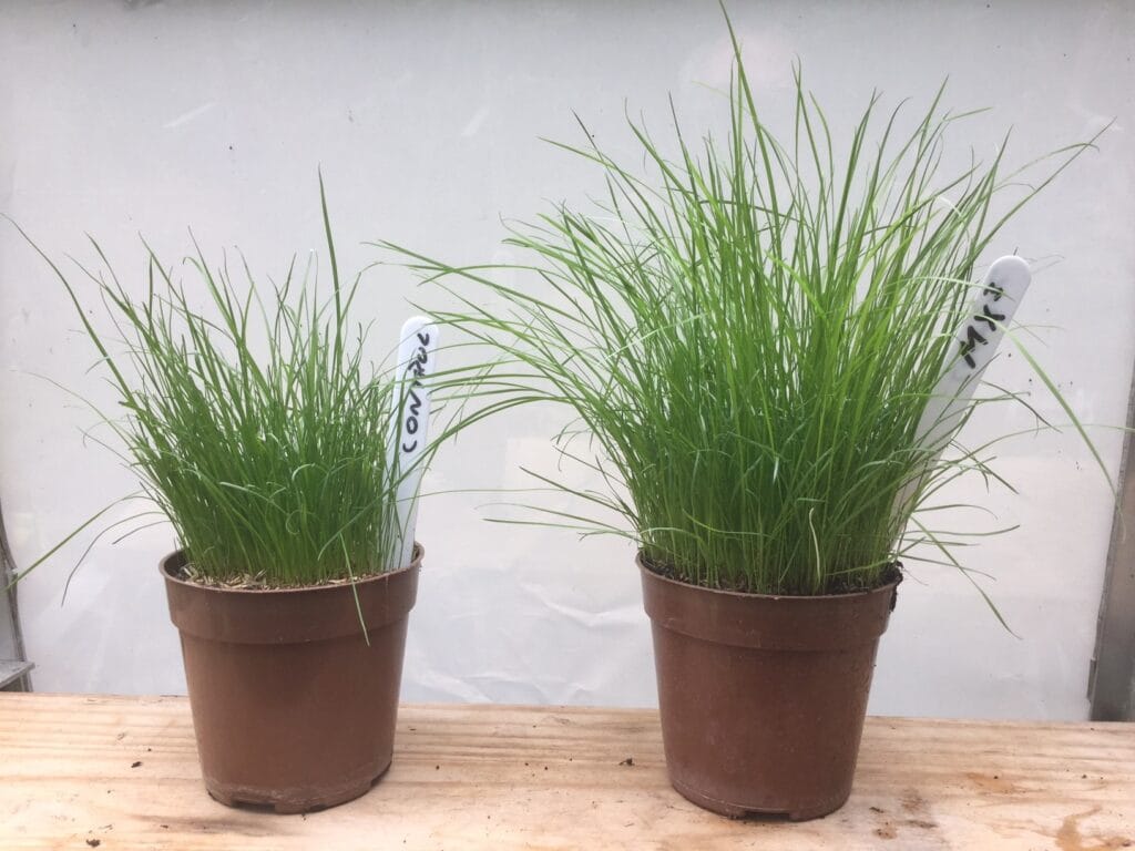 Learning to use biostimulants in turf management - Maxstim