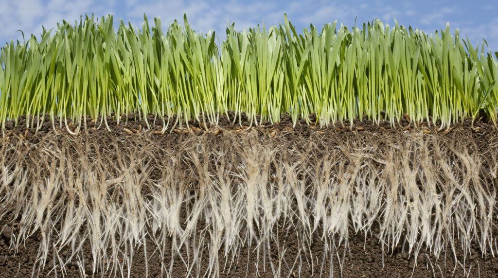 The influence of biostimulants on plant roots - Maxstim