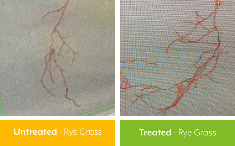 Root development claim - Maxstim