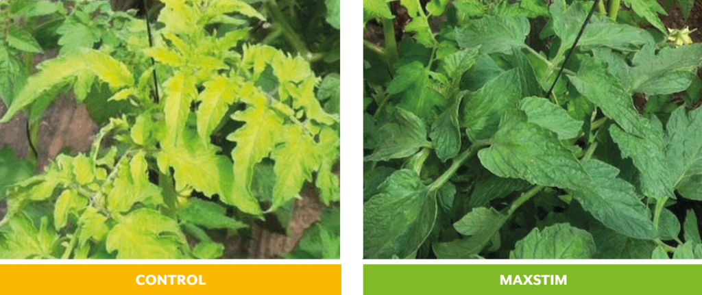 Chlorophyll claim - Maxstim