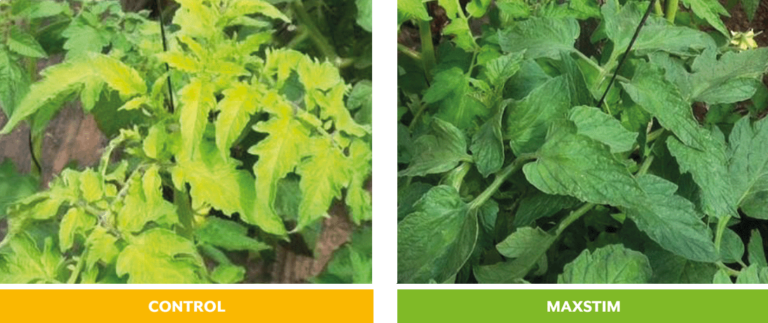 Chlorophyll claim - Maxstim