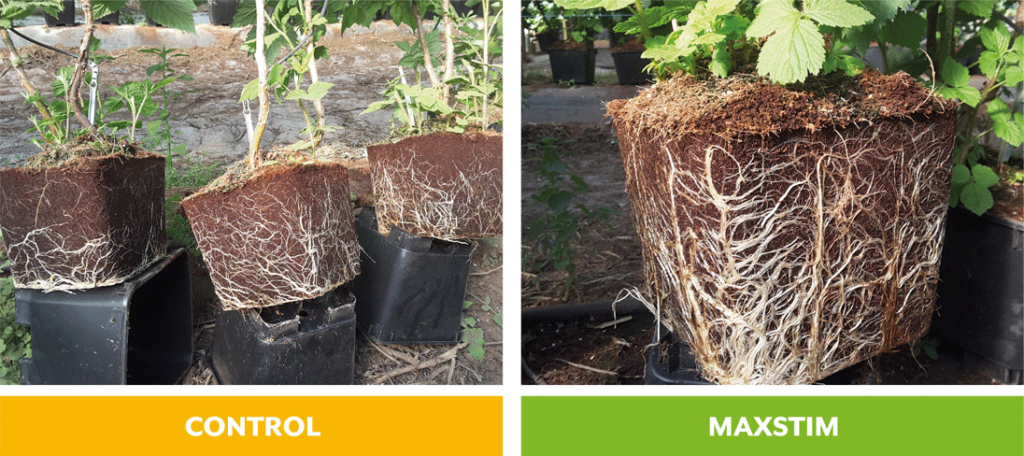Root development claim - Maxstim