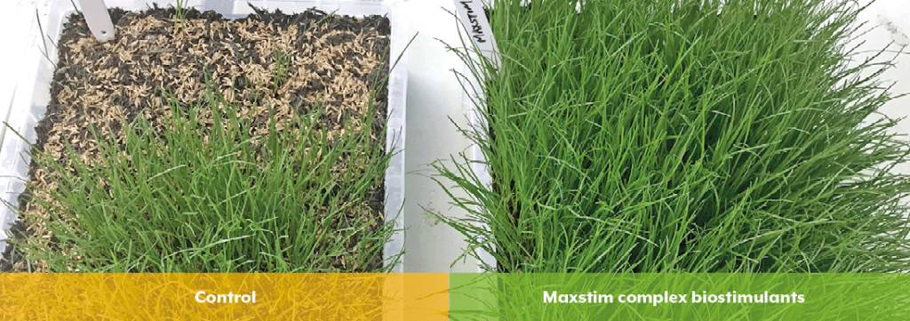 Improve Grass Seed Germination | Amenities + Biostimulant | Maxstim Ltd