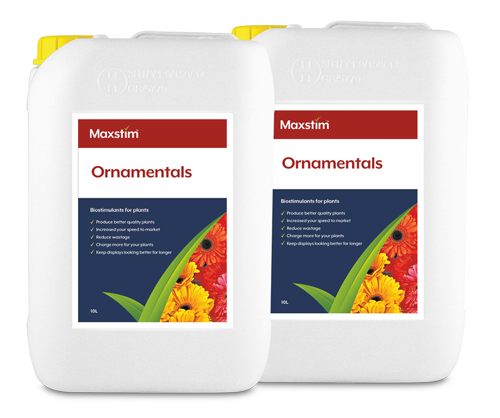 Reducing botrytis attack on Hyacinth plants using biostimulants - Maxstim