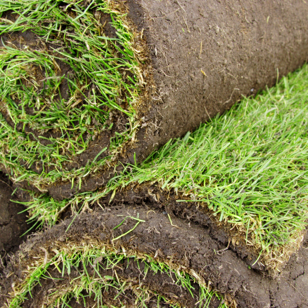 Turf Growing | Maxstim