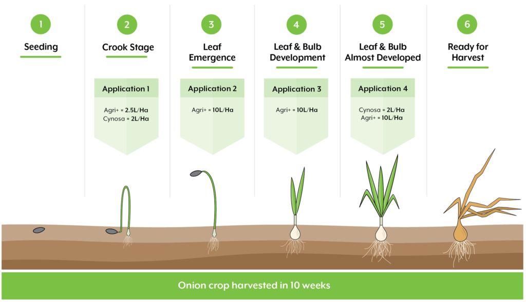 Onion Crop Data Analysis | Complex Biostimulants | Maxstim Ltd
