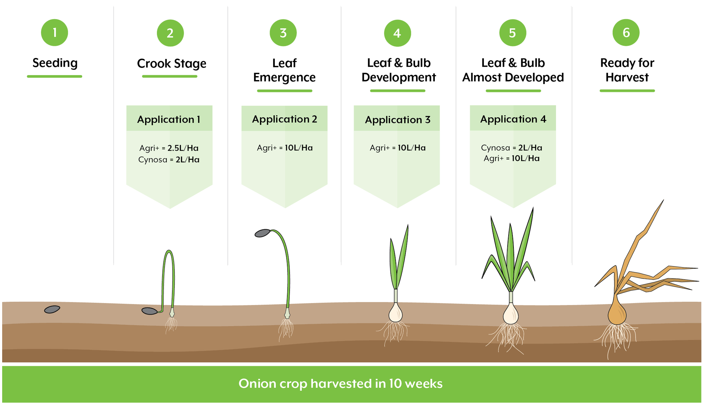 Onion Crop Data Analysis Complex Biostimulants Maxstim Ltd Onion Crop Data Analysis Complex Biostimulants Maxstim Ltd