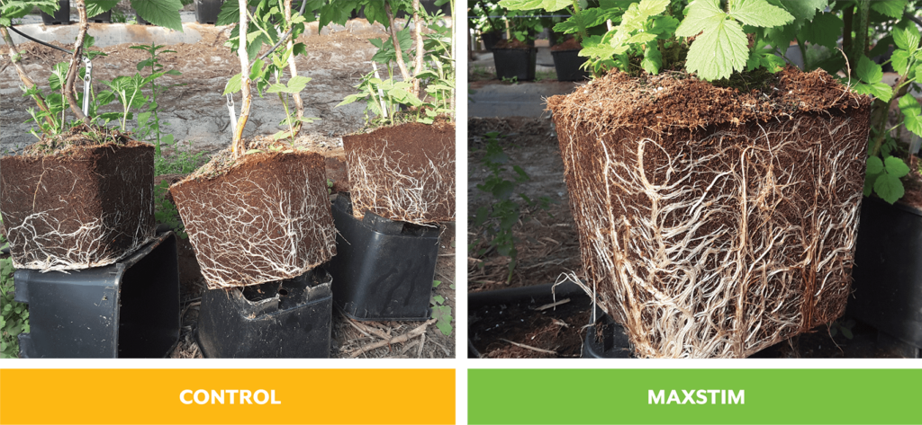 Maxstim root development claim