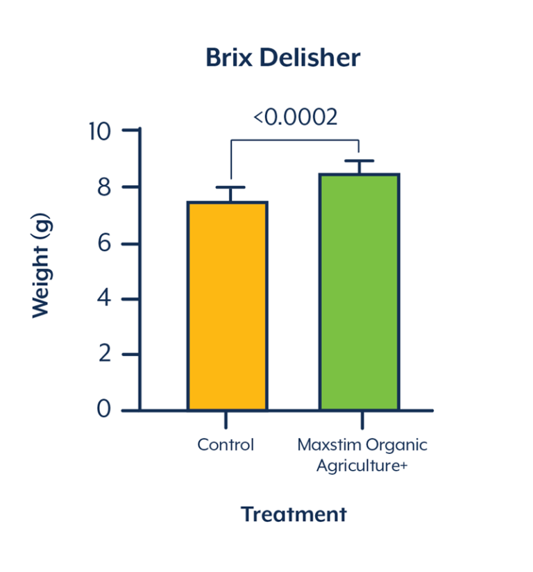 How to improve your cherry tomato crop | Maxstim Ltd