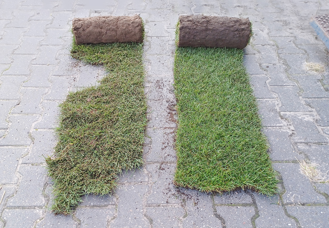 Harvest-ready turf in under four months | Maxstim Ltd